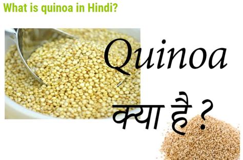 Quinoa Kya Hota Hai Quinoa क अरथ हद म Quinoa In Hindi कय