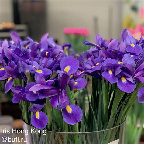 Iris Hong Kong авторское фото Bufl Ru