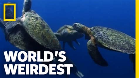 Sea Turtle Mating Melee Worlds Weirdest Youtube