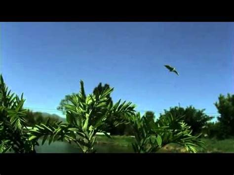 Shijimiaeoides Divinus Youtube