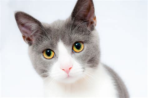 How Smart Is Your Cat FETCH Magazine
