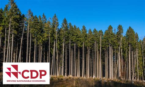 Cdp Disclosure Support Carbon Disclosure Project Bioregional