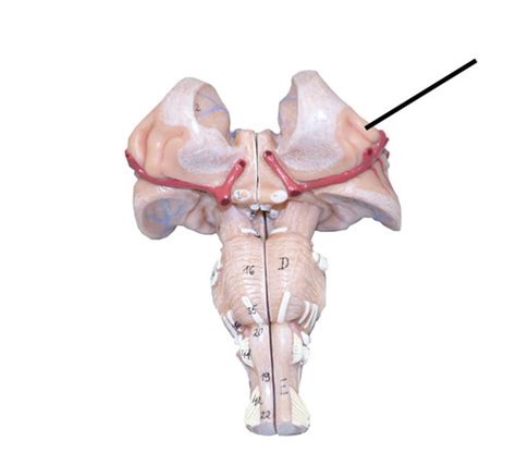 Brain Hw Pt 3 Flashcards Quizlet