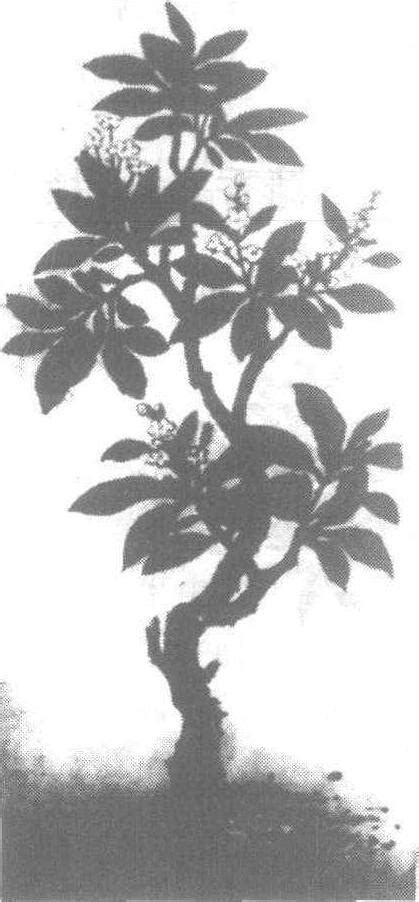 鸡舌香 本草品汇 医学