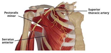 Superior Thoracic Artery Course Supply Teachmeanatomy