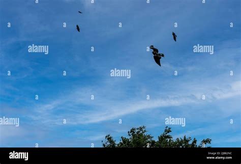 Midas A Young Golden Eagle Aquila Chrysaetos Harrased By Crows At A