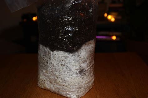 Substrate Was Being Colonised Nicely But Has Just Stopped Here Been