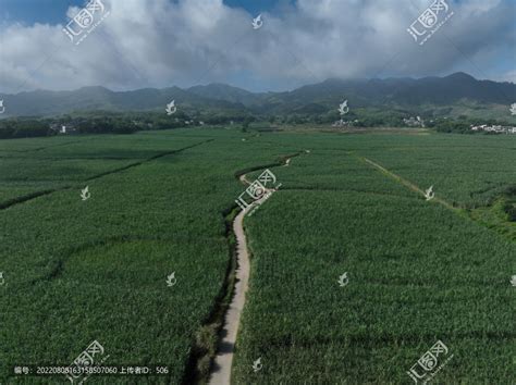 甘蔗种植 其它 农林渔牧 摄影 汇图网www huitu