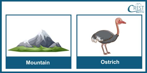 Class 3 Weight Key Concepts Explained Crest Olympiads
