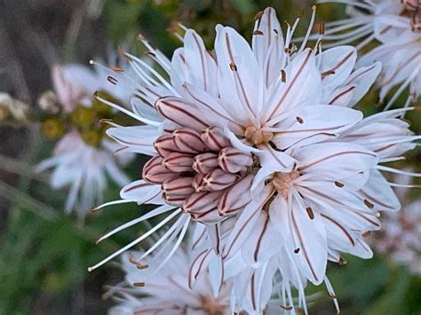 Affodill (Asphodelus albus) - Expertenwissen zu dieser Staude