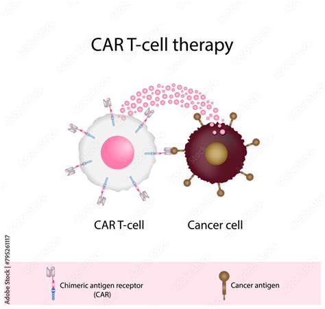 Car T Cell Therapy And Cancer Treatment Chimeric Antigen Receptor T