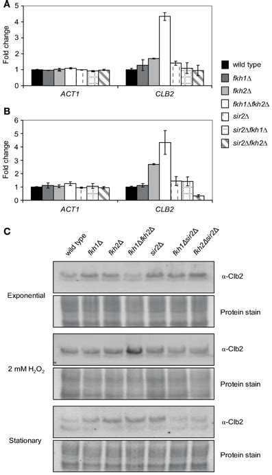 CLB2 Transcript And Protein Levels Are Altered Under Stress Conditions