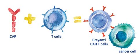 What Is Breyanzi® Lisocabtagene Maraleucel For Lbcl