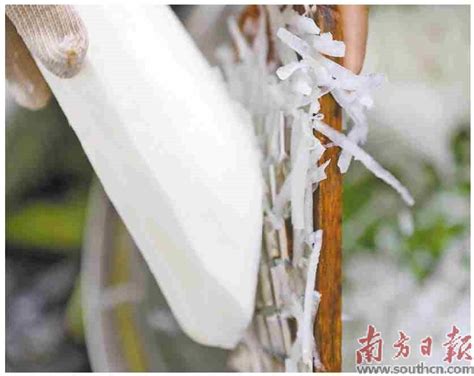 蒸笼里飘出木薯粉籺香 第9211版：吴川视窗·视觉 2022 08 17 南方日报数字报 南方网