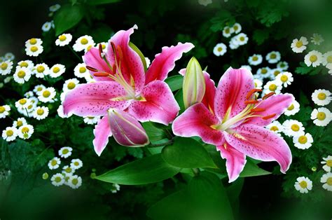 Stargazer Lily Wallpapers Top Free Stargazer Lily Backgrounds WallpaperAccess