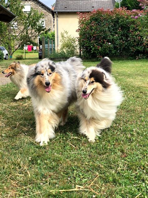 Accueil Elevage Elisabeth Bazire eleveur de chiens Colley à poil long