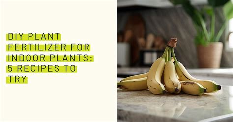 Diy Plant Fertilizer For Indoor Plants 5 Recipes To Try