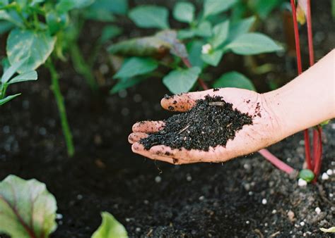What Type Of Garden Soil Is Best For Raised Beds • Gardenary