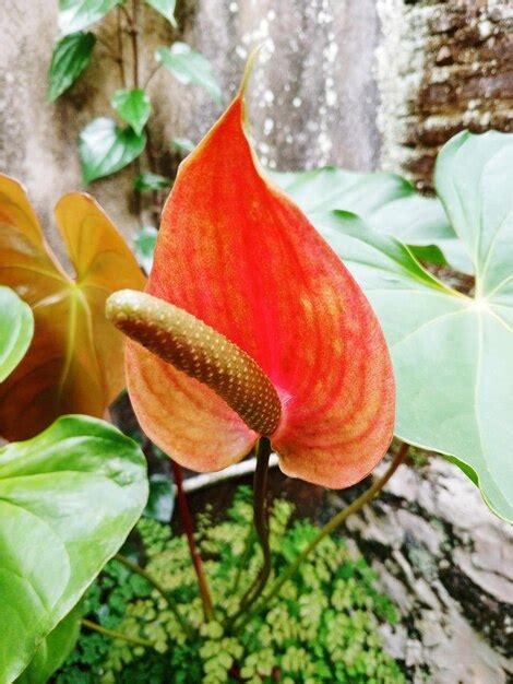 Premium Photo | Anthurium andraeanum
