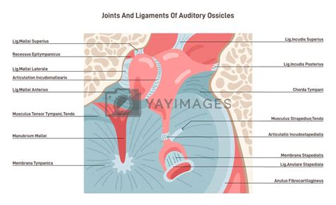 Auditory Ossicles Joints And Ligaments Middle Ear Tympanic Membrane By Inspiringteam Vectors