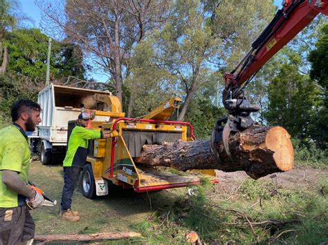 Dangers Of Diy Tree Removal