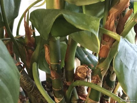 Аглаонема умеренная или скромная/Aglaonema modestum - «Аглаонема ...