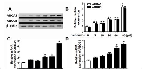 Effects Of Leonurine On The Expression Of Abca1 And Abcg1 In Human