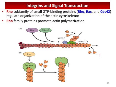 Ppt Cell Signaling Ii Signal Transduction Pathways Powerpoint Presentation Id4116658