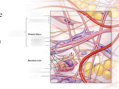 Lab Practical 1 A P Diagram Quizlet Lab Practical 1 A P Diagram Quizlet