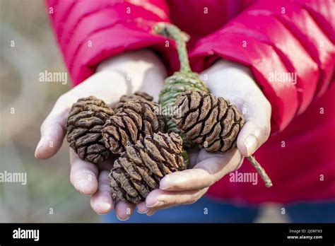 Giant Redwood Tree Cones Hi Res Stock Photography And Images Alamy