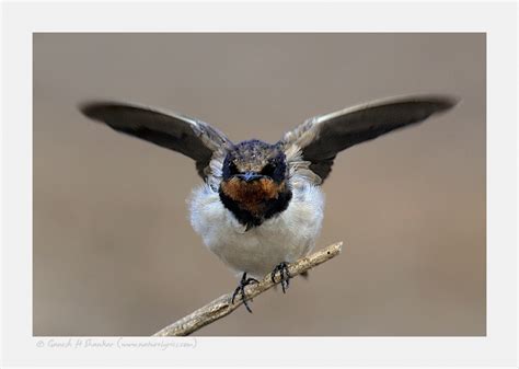 Barn Swallow Barn Swallow Hirundo Rustica Fine Art Nature