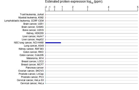 Cdh13 Gene Genecards Cad13 Protein Cad13 Antibody