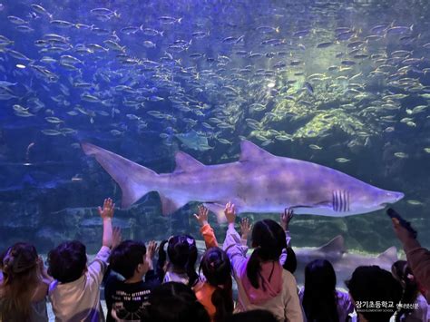 장기초 1학년 바다 속 다양한 생물과의 만남 장기초등학교