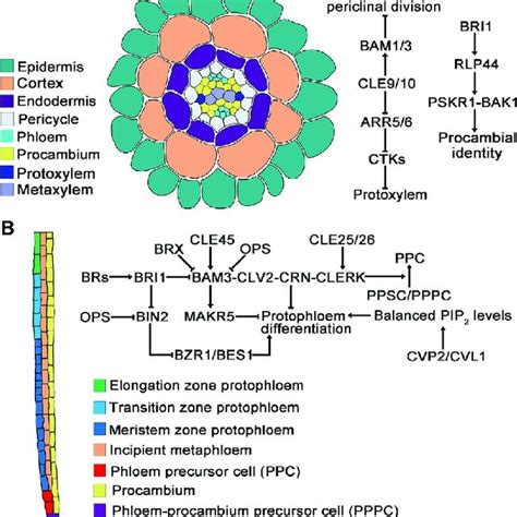 Pdf Receptor Like Kinases In Root Development Current Progress And