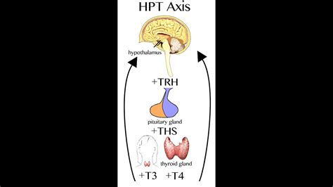 Introduction To Hpt Axis Hypothalamic Pituitary Thyroid Axis Youtube