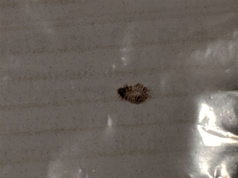 Potential Bed Bug Carcassshell Found A Few Of These In The Seam Of My