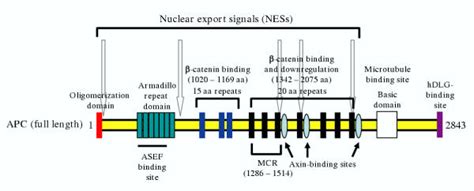 Structural Features Of The Apc Protein Most Of The Mutations In Apc