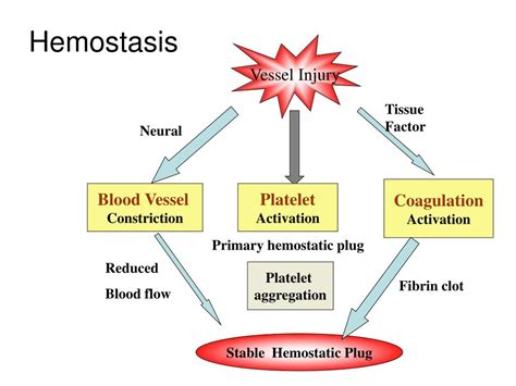 Ppt Hemostasis Coagulation Powerpoint Presentation Free Download