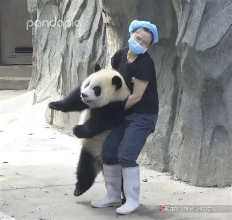 烤肉 坊洛 on Twitter RT KELMAND1 熊孩子死活不回家 https t co