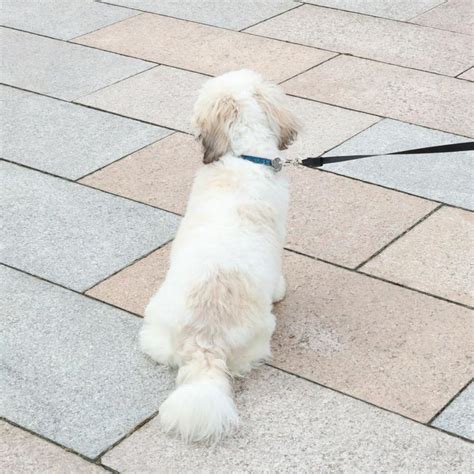 【獣医師執筆】犬のうんちは健康のバロメーター！色・形・回数で分かる状態と改善方法を解説 ペトコト（petokoto）