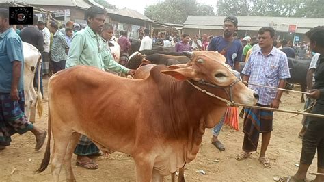 মঙ্গলবার ৭ মে২৪ খামারে এখন ২ লাখ টাকার উপরে গরু আছে ছোট সাইজের
