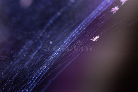 Tetranychus Urticae Red Spider Mite Or Two Spotted Spider Mite Stock