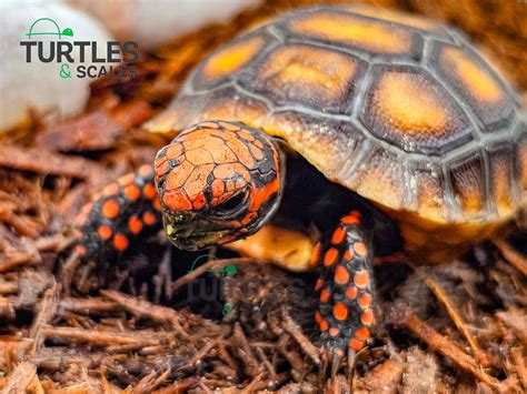 Cherry Head Red Footed Tortoise Turtles And Scales