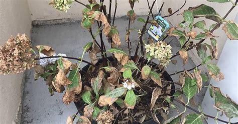 Need Hydrangea Help Album On Imgur