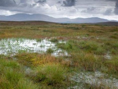 Terrestrial Habitat Marsh Land Swamp Teaching Resources