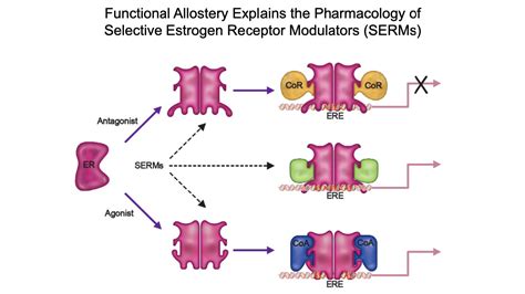 What Is The Role Of Selective Estrogen Receptor Modulators