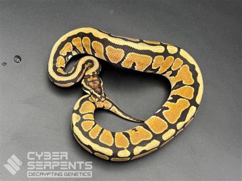 Spotnose 100 Het Puzzle Ball Python By Cyber Serpents
