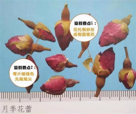 每天學習一味中藥月季花 每日頭條