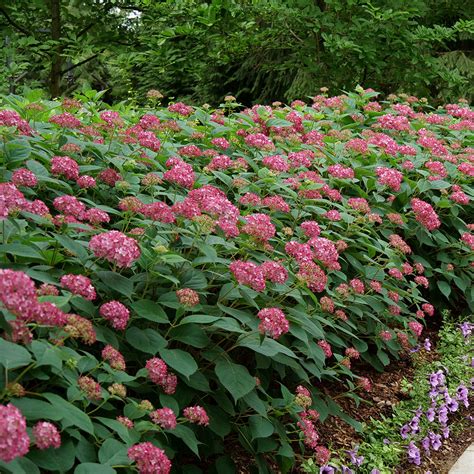 Hydrangea Invincibelle Ruby Tandt Seeds