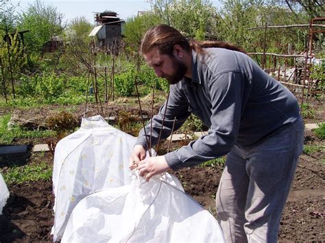 Biological Control Of Perennial Pepperweed In The United States